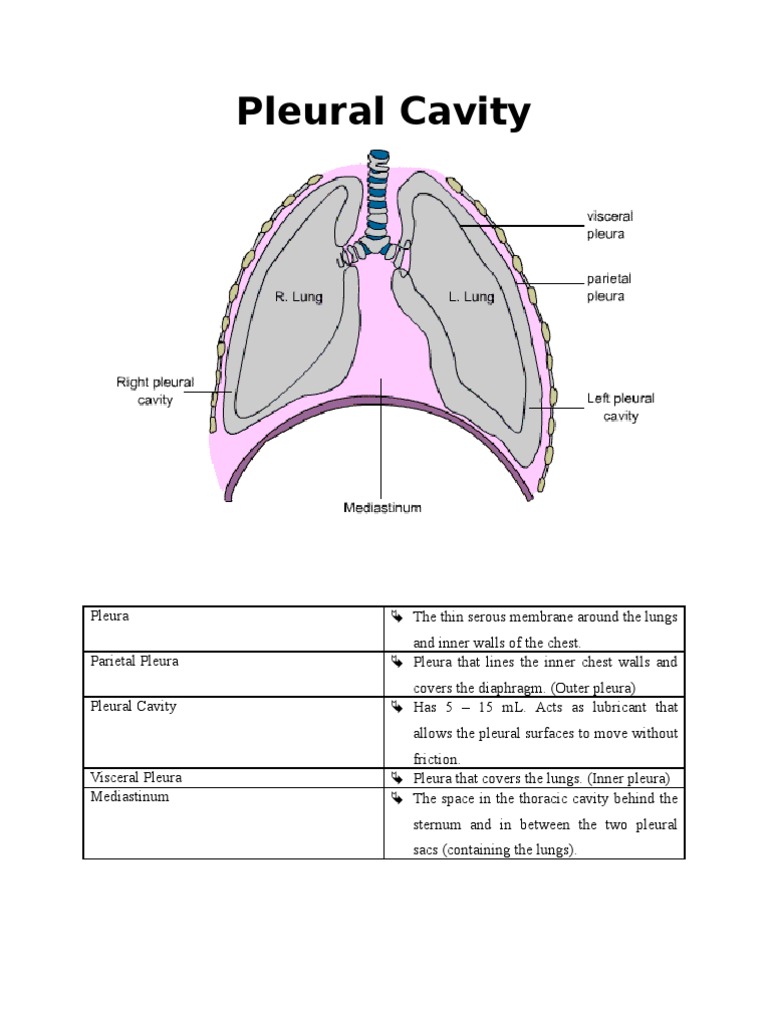 Pneumothorax | Thorax | Lung