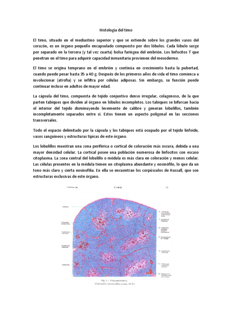 Histología Del Timo | PDF | Timo | Célula T