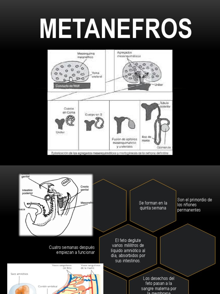 METANEFROS | Riñón | Órgano (Anatomía)