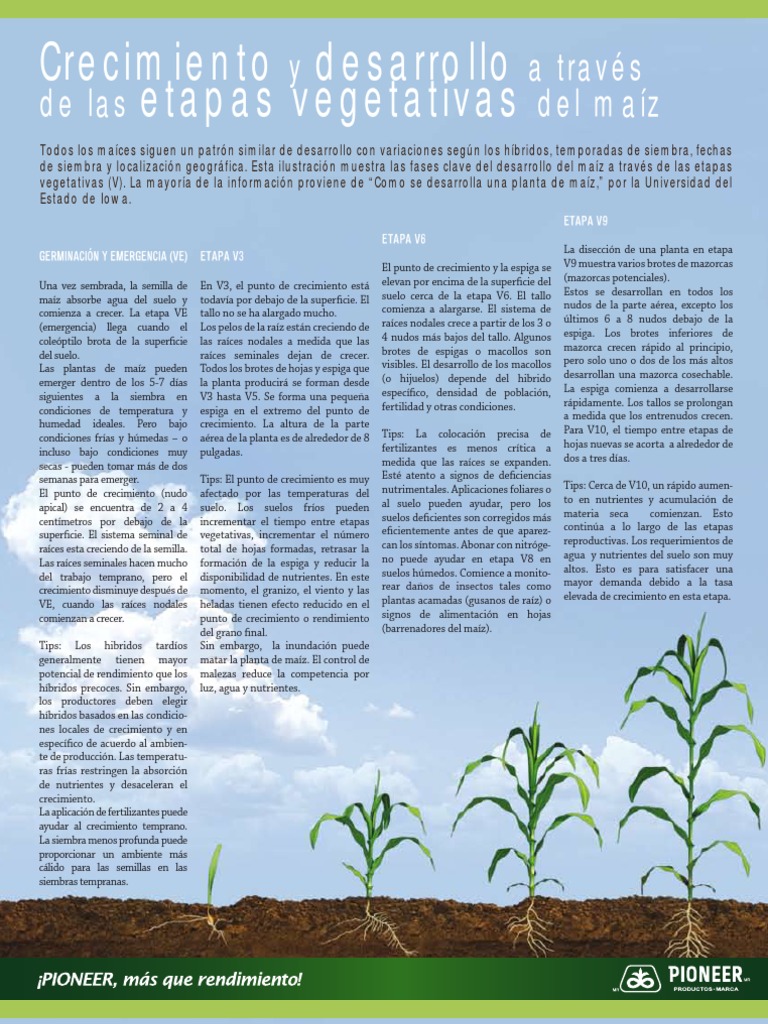 Etapas Vegetativas Del Maiz Pdf Maíz Raíz