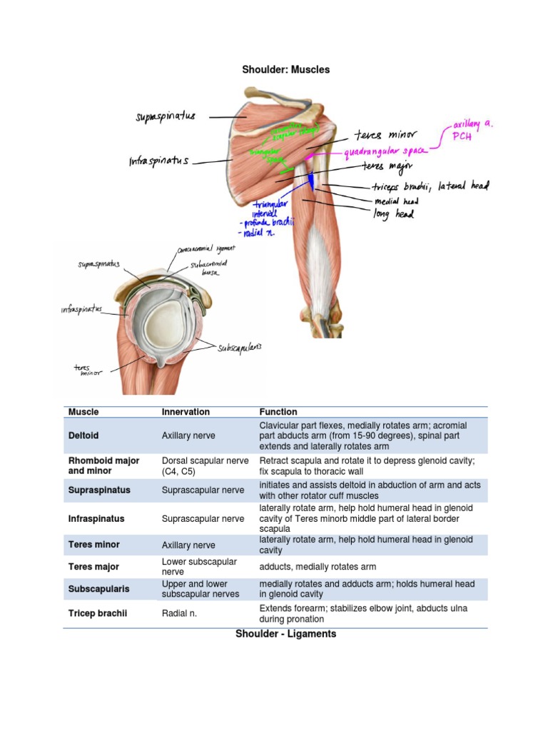 Shoulder | PDF | Shoulder | Arm