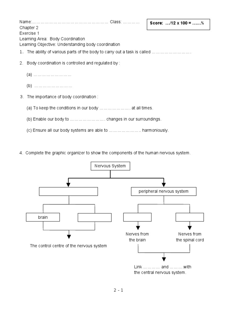 Understanding Body Coordination | PDF | Neuron | Nervous System