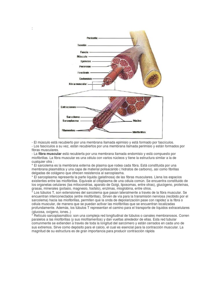 El Músculo Está Recubierto Por Una Membrana Llamada Epimisio y Está ...