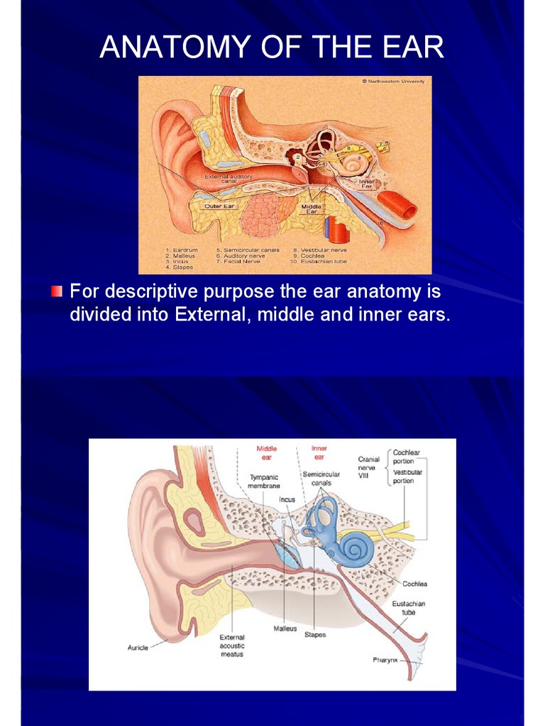 Atlas Anatomy of The Ear | PDF | Science & Mathematics