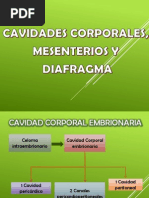 Mesodermo y Derivados | PDF | Biología del desarrollo | Anatomía
