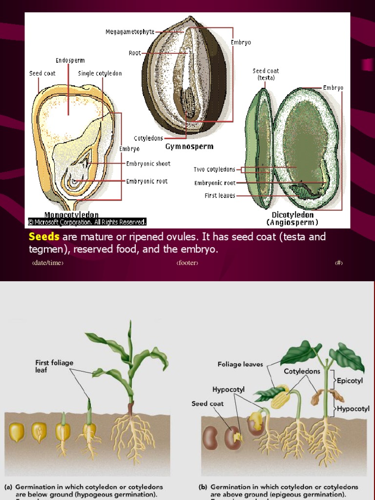 Seed Dispersal Mechanisms Explained | PDF | Seed | Fruit