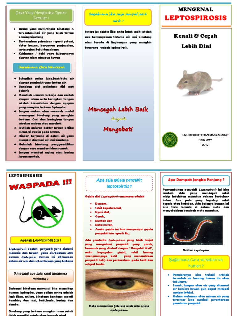 Leaflet Leptospirosis Anggi | PDF