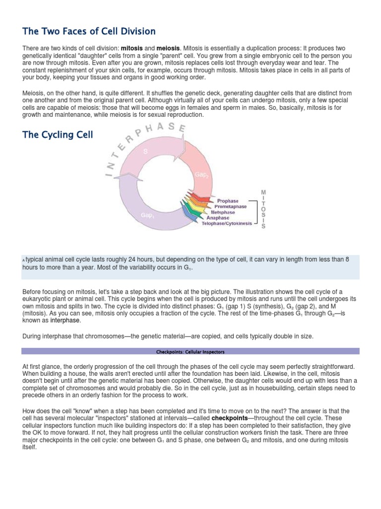 The Two Faces of Cell Division: Mitosis Meiosis | PDF | Mitosis | Meiosis