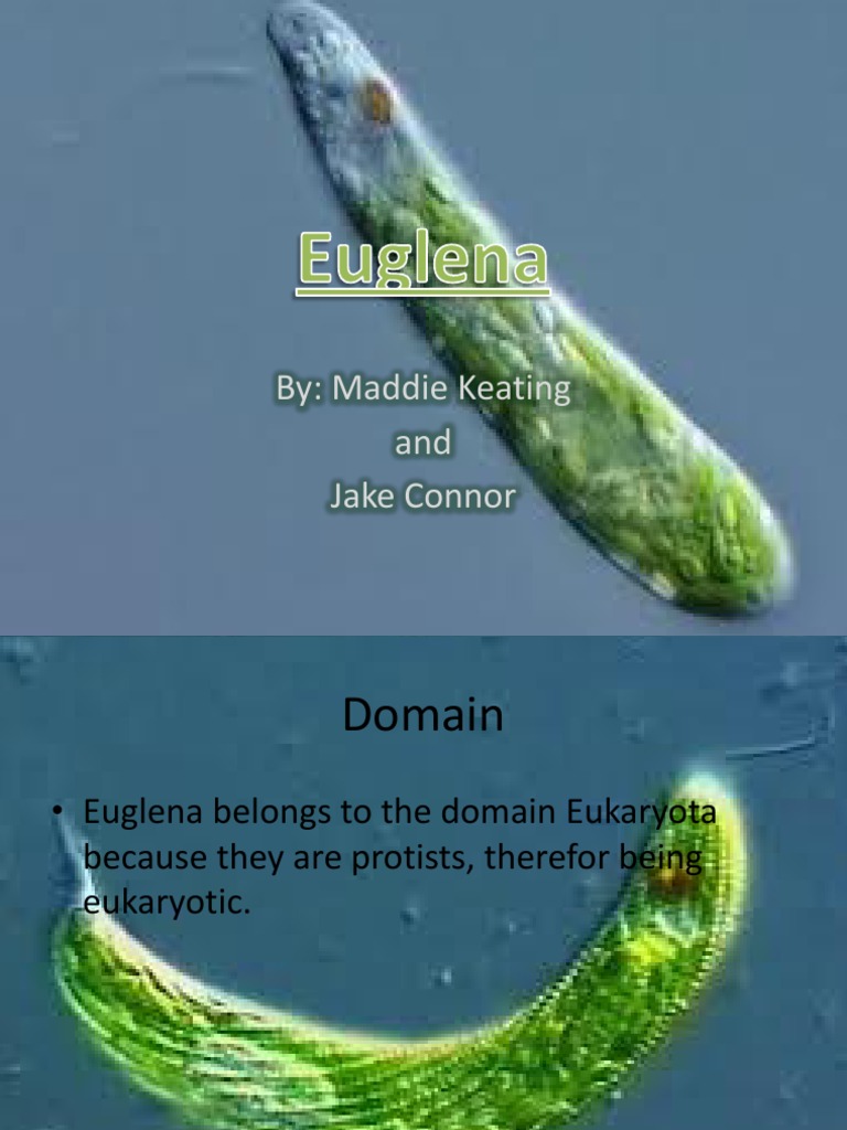 Euglena Bio | Protozoa | Cell (Biology)