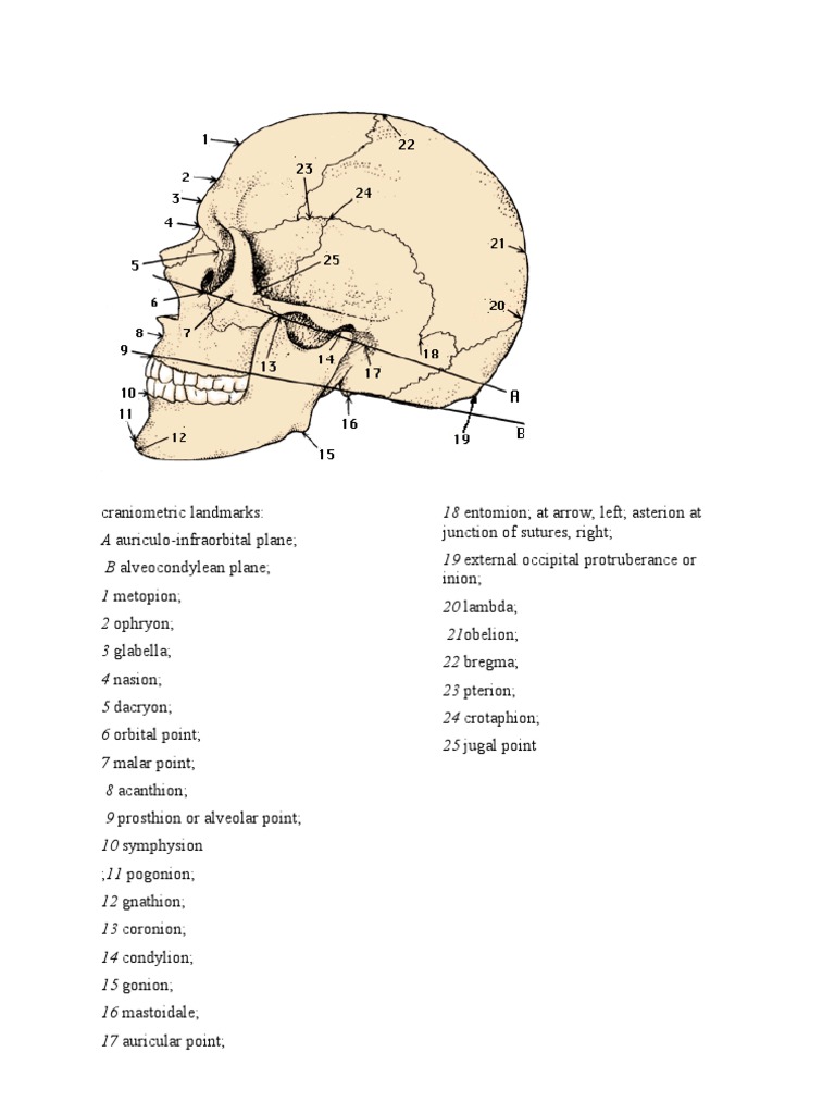 Craniometric Landmarks | PDF
