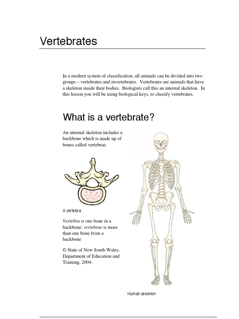 Vertebrates DEC Lessons | PDF | Vertebrates | Invertebrate
