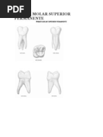 Anatomía del Primer Molar Superior | PDF | Boca | Ramas de Odontología