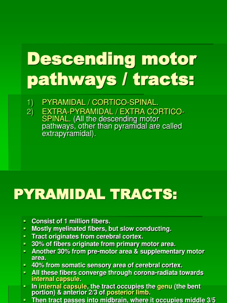 Overview of Pyramidal Motor Pathways | PDF | Spinal Cord | Neurobiology