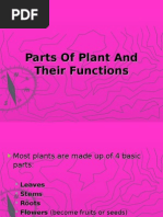 Parts of The Plant PPT Presentation | PDF | Leaf | Flowers