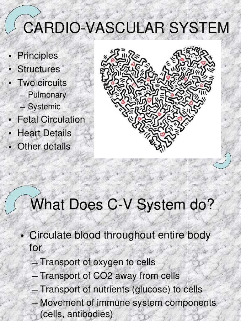 Cardio Vascular System: - Principles - Structures - Two Circuits ...