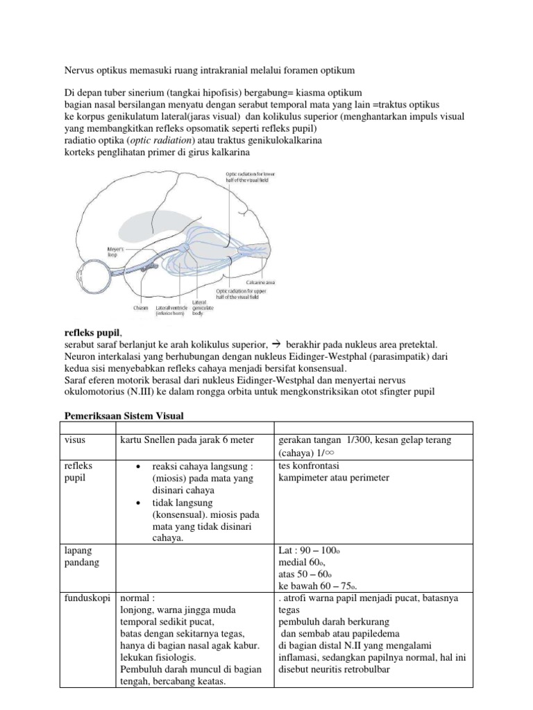 Nervus Optikus Memasuki Ruang Intrakranial Melalui Foramen Optikum | PDF