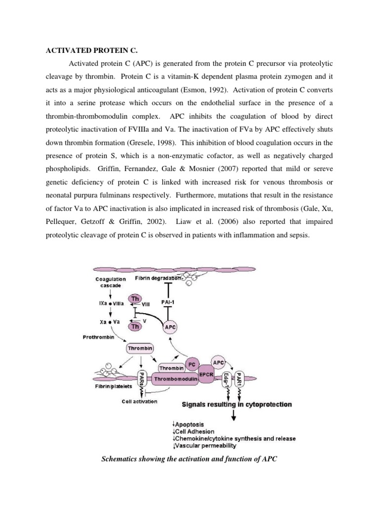 Activated Protein C.: Schematics Showing The Activation and Function of ...