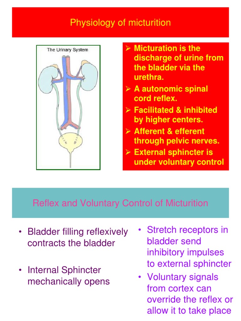 Physiology of Micturition 28.03. 11 | PDF | Urination | Urinary Bladder