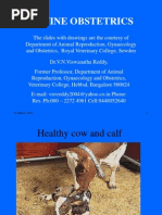 Locating Cattle and Sheep Injection Sites | PDF | Injection (Medicine ...