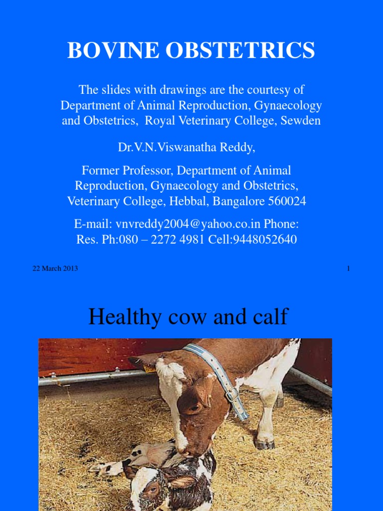 Bovine Obstetrics 1 | PDF | Anatomical Terms Of Location | Uterus