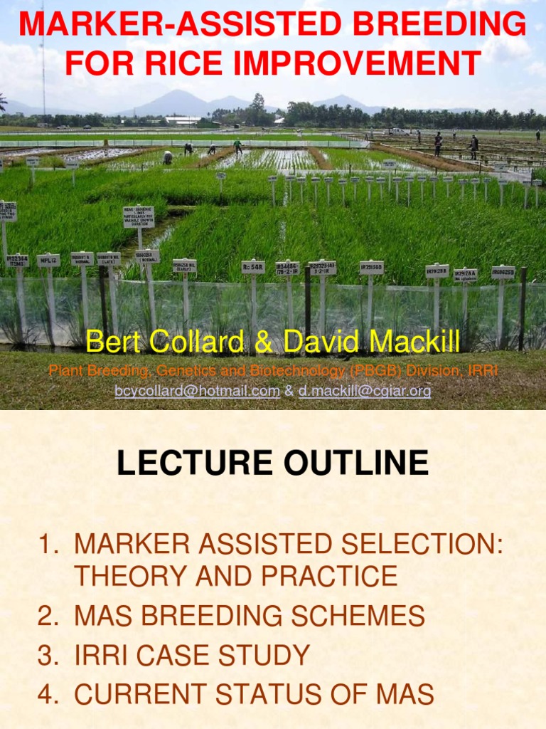 Marker Assisted Breeding | PDF | Plant Breeding | Quantitative Trait Locus