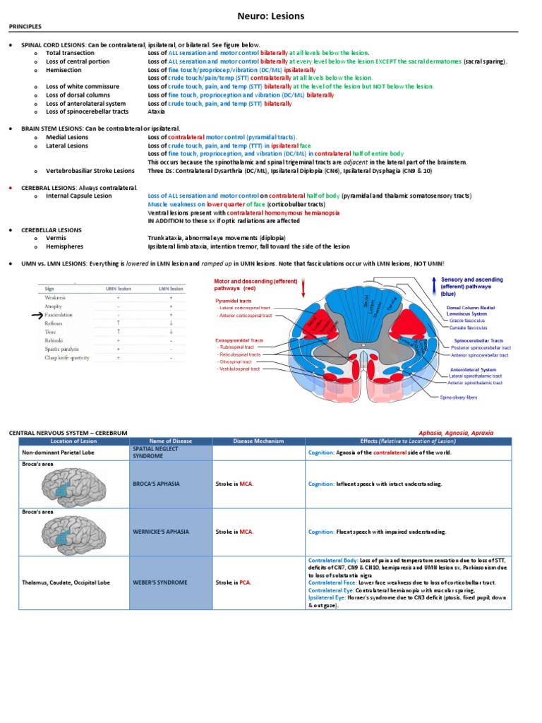 Neuro Lesions | PDF | Spinal Cord | Basal Ganglia