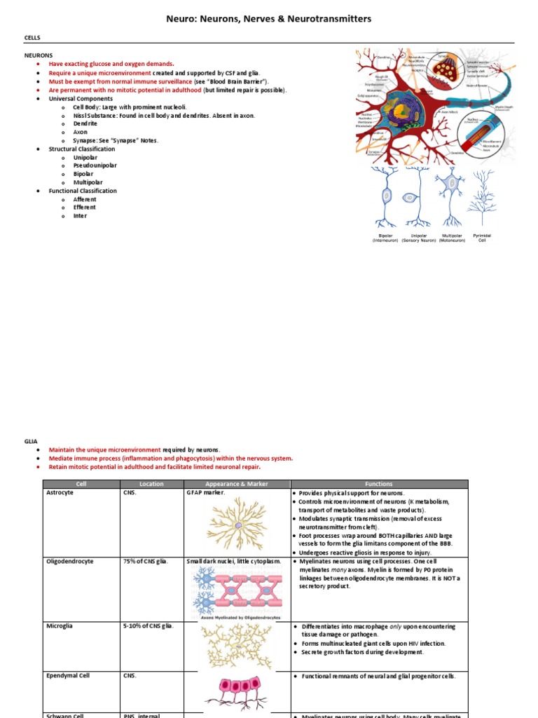 Neurocell Structure and Function Overview | PDF | Neurotransmitter | Neuron