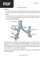 Anatomia de Via Aerea Inferior | PDF | Pulmón | Anatomía