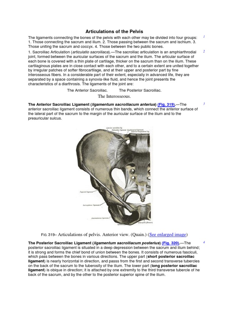 Pelvic Articulations and Ligaments Explained | PDF | Pelvis | Human Anatomy