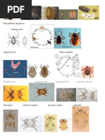 Abecedario de Insectos: A a Z | PDF