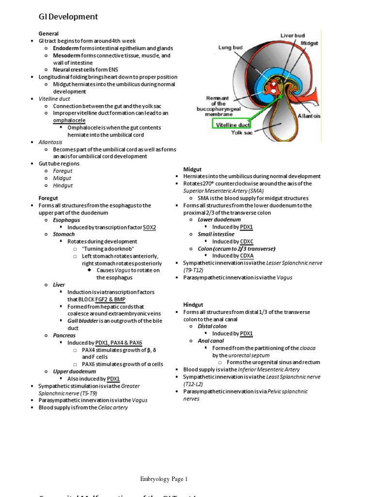 GI Notes | PDF | Stomach | Esophagus