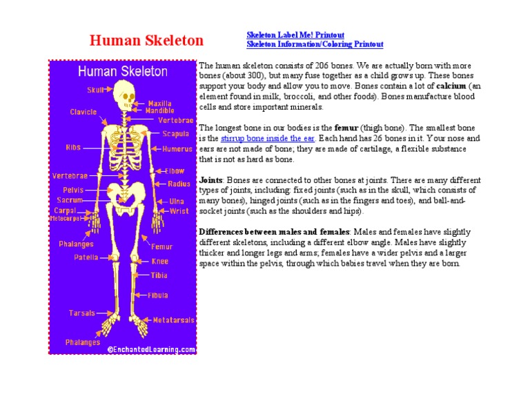 Human Skeleton | PDF