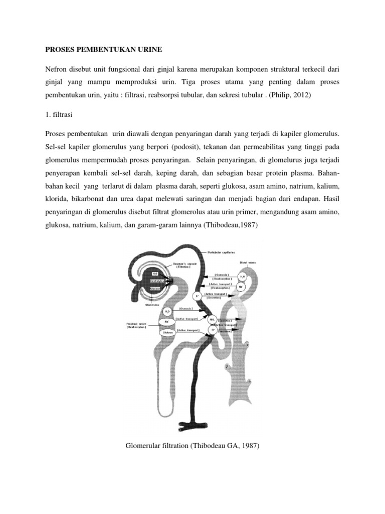 Proses Pembentukan Urine