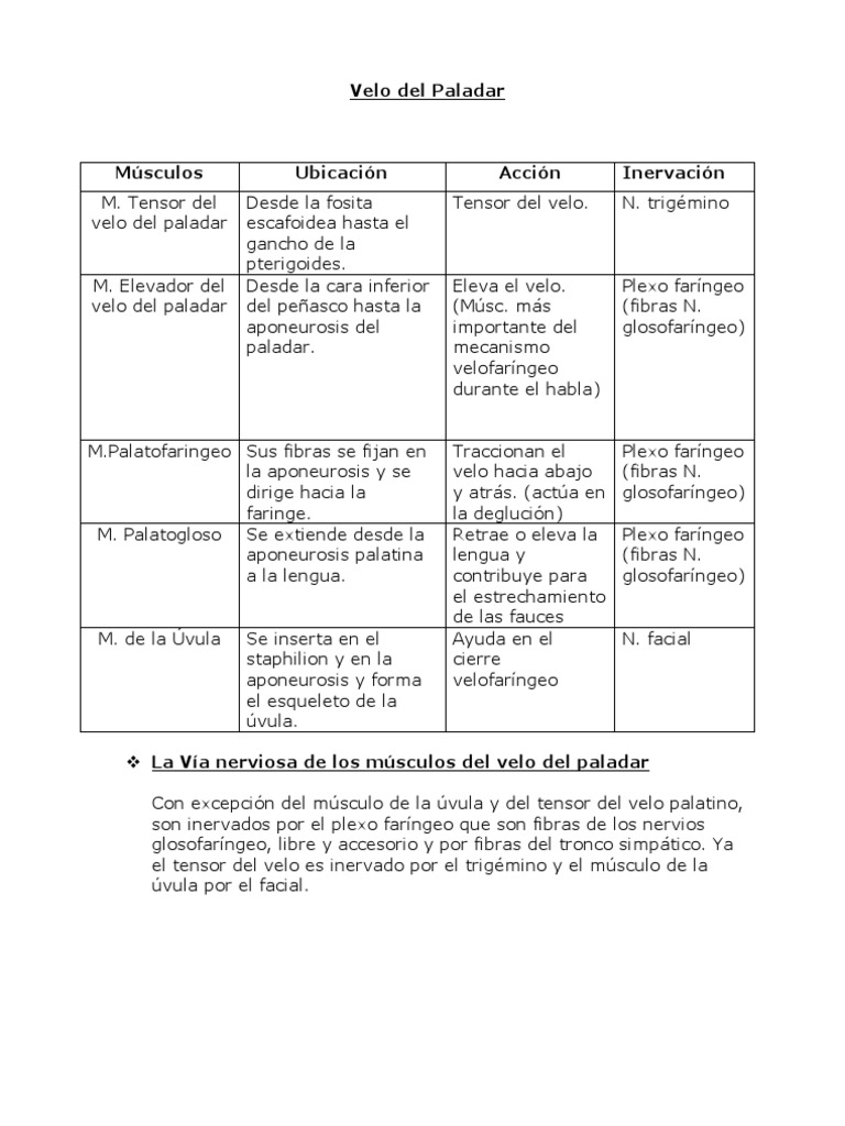 Velo Del Paladar | PDF | Sistema musculoesquelético | Anatomía de los ...
