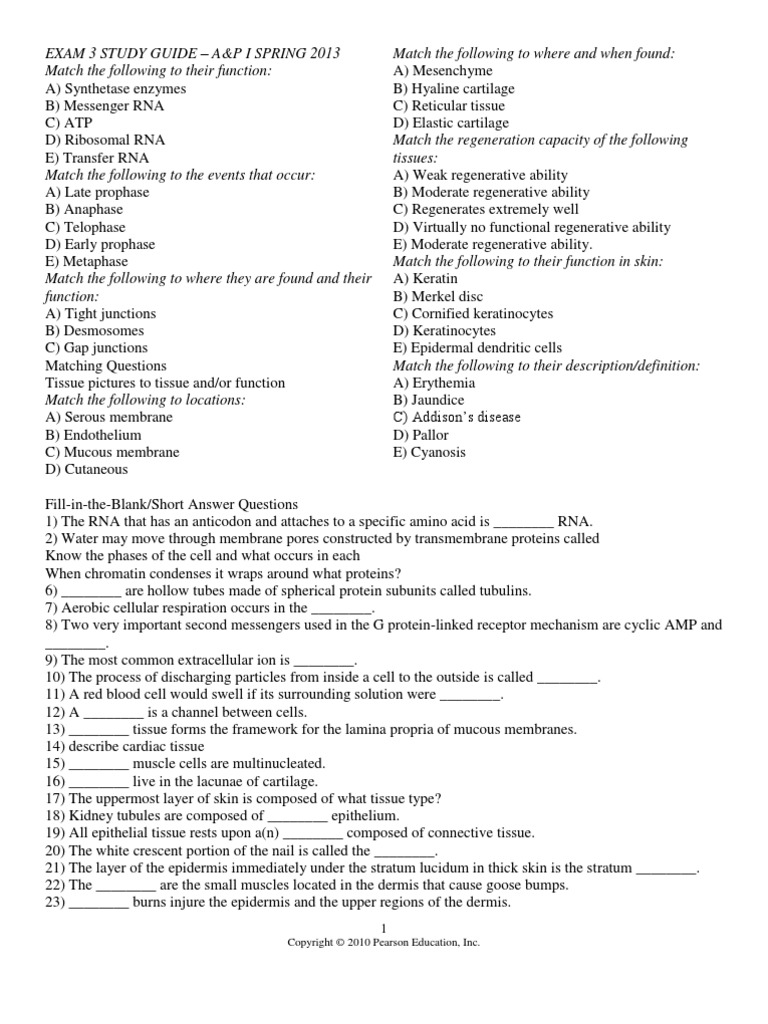 A&P Exam 3 CH 3-5 Study Guide | PDF | Epithelium | Skin