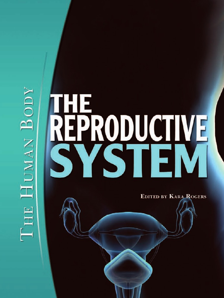 The Reproductive System | PDF | Testicle | In Vitro Fertilisation