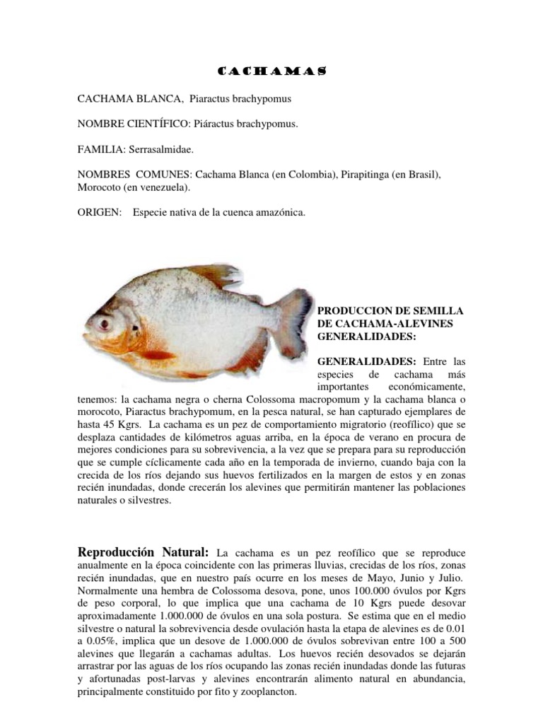 Cachama Blanca | PDF | Organismos | Science