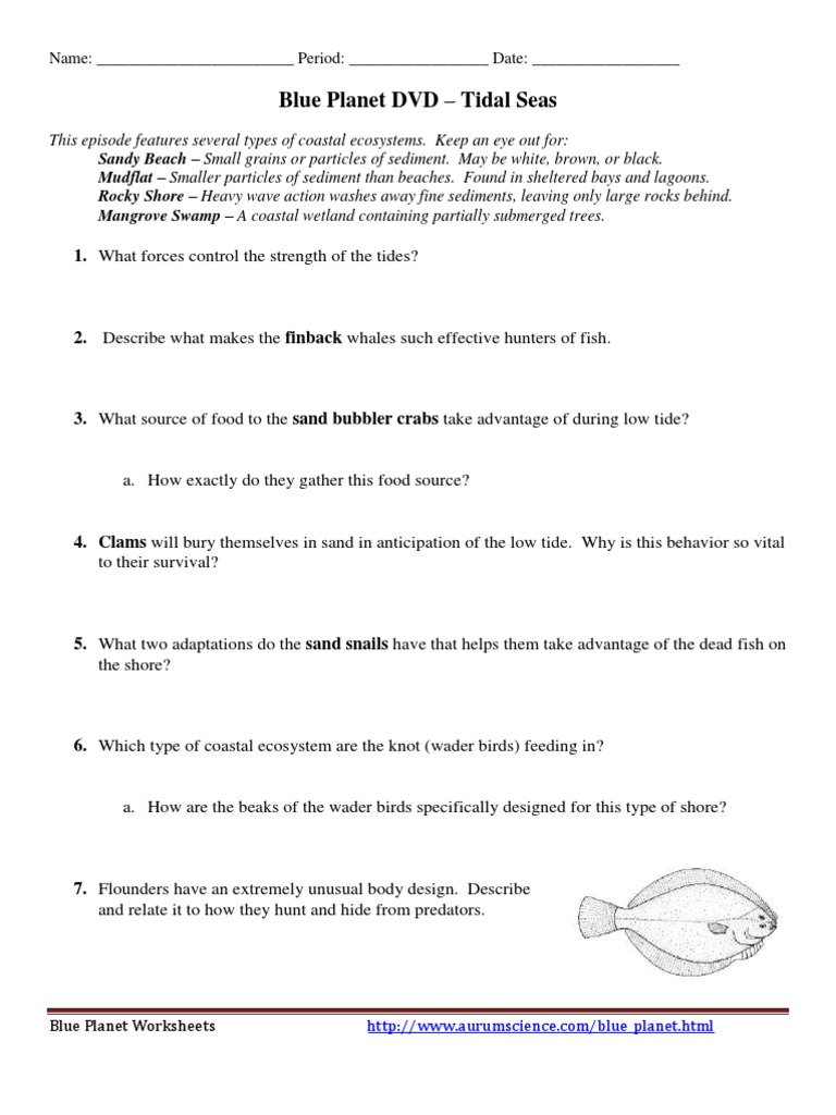 Coastal Ecosystems and Tides Worksheet | PDF | Sea | Beach