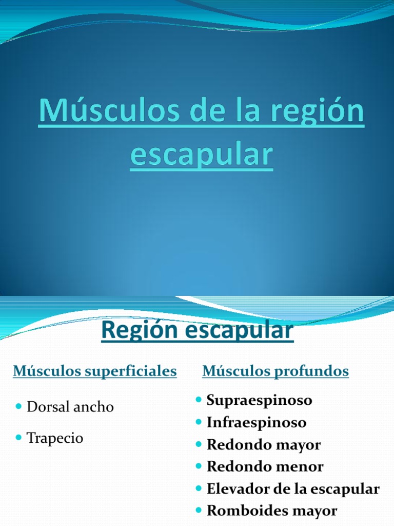 Músculos de la región escapular | PDF | Estudios de idiomas extranjeros