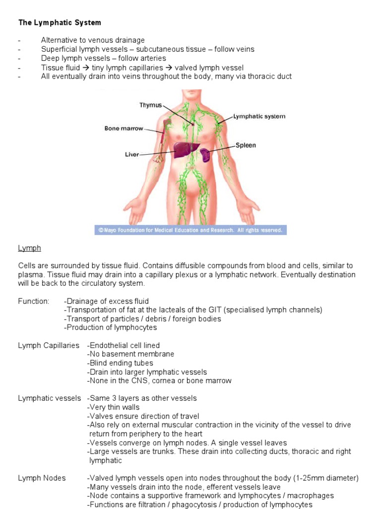 The Lymphatic System Summary | PDF | Lymphatic System | Lymph