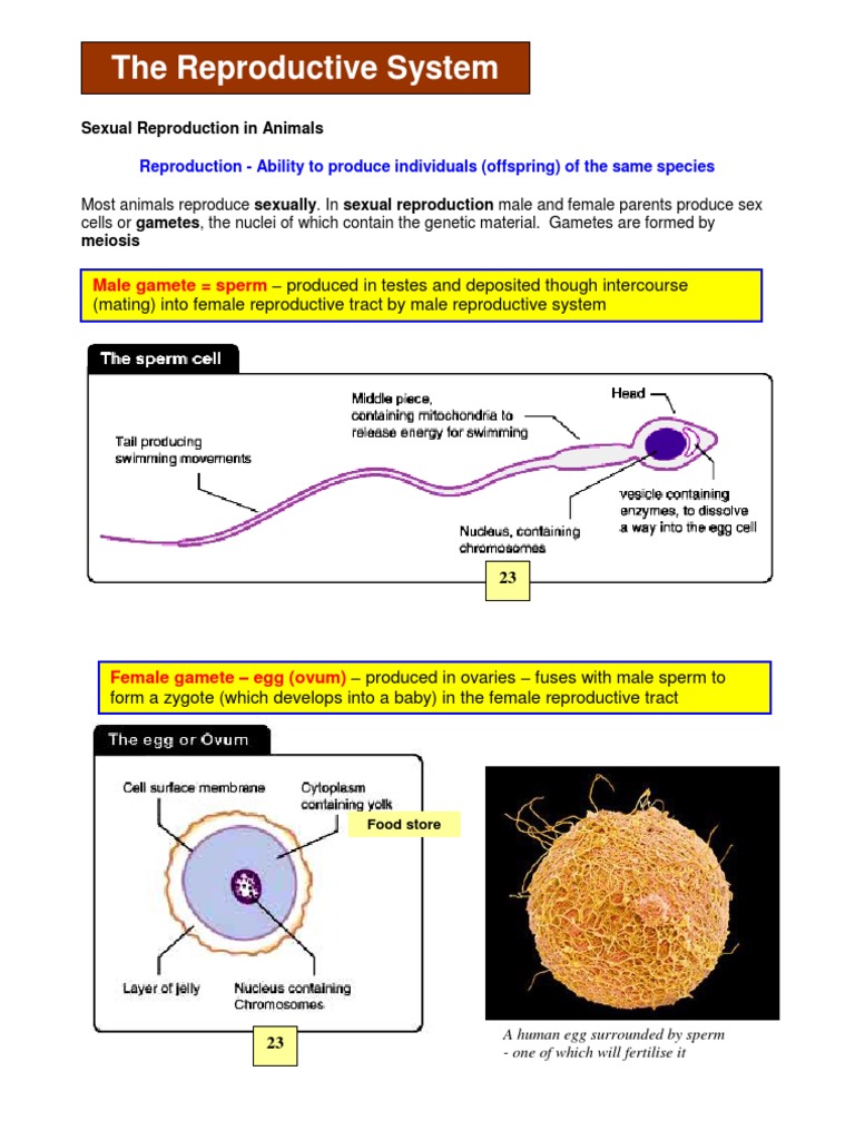 The Reproductive System | PDF | Luteinizing Hormone | Sexual Reproduction