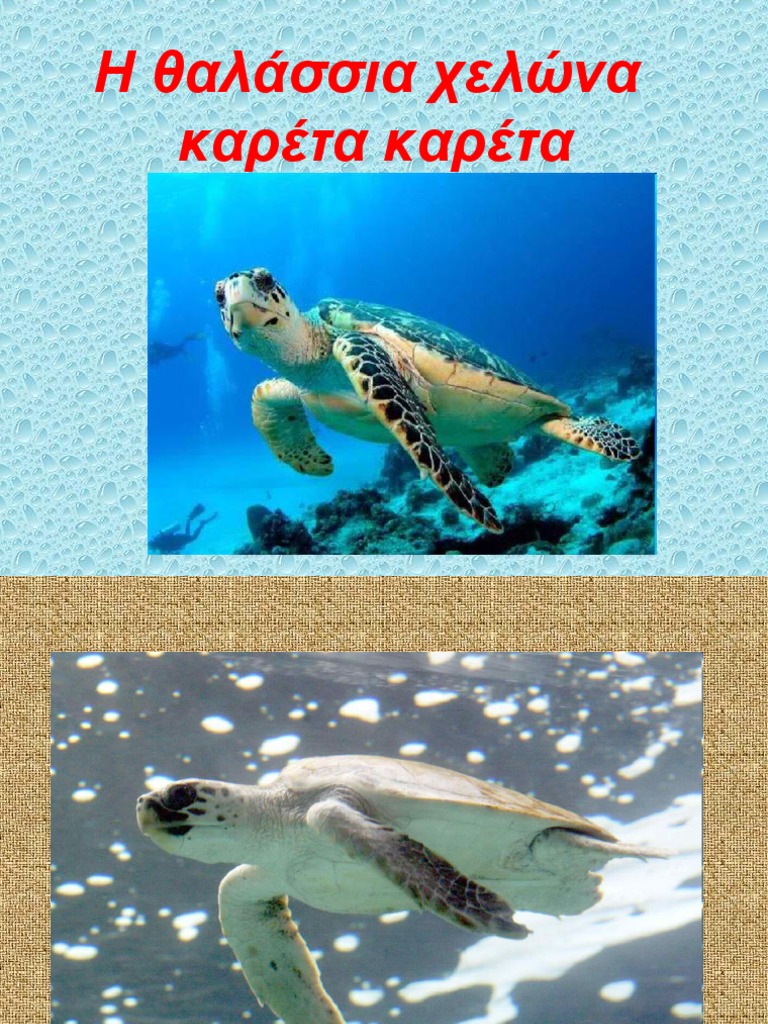Η θαλάσσια χελώνα | PDF