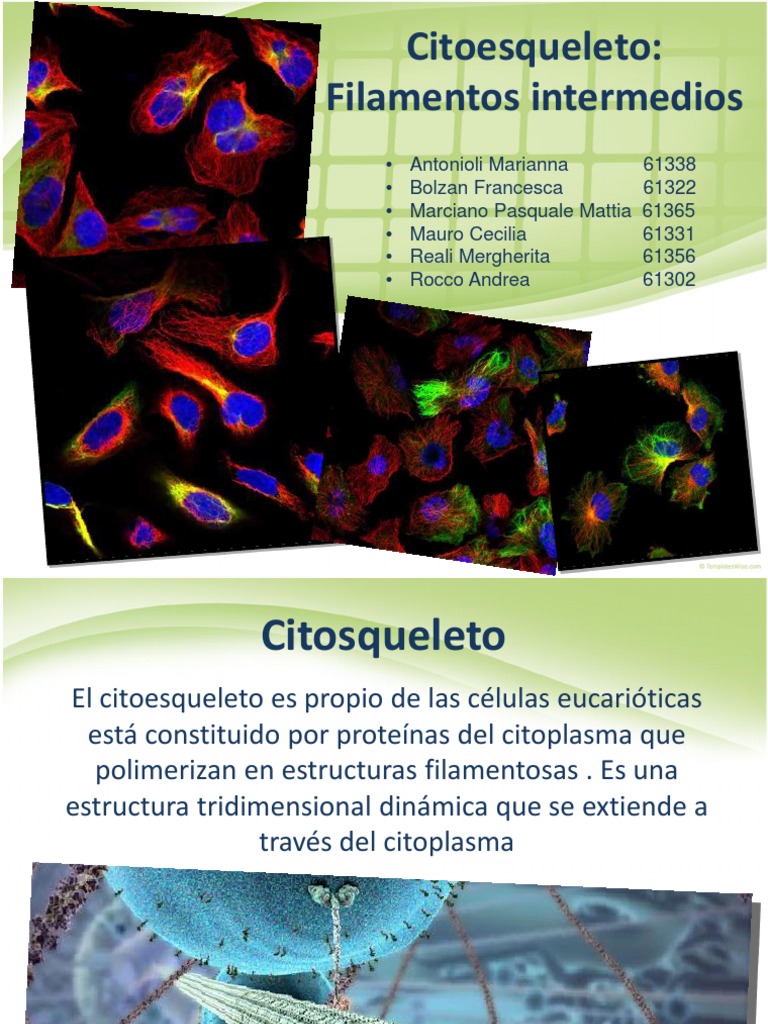 Funciones y Tipos de Filamentos Intermedios | PDF | Citoesqueleto ...