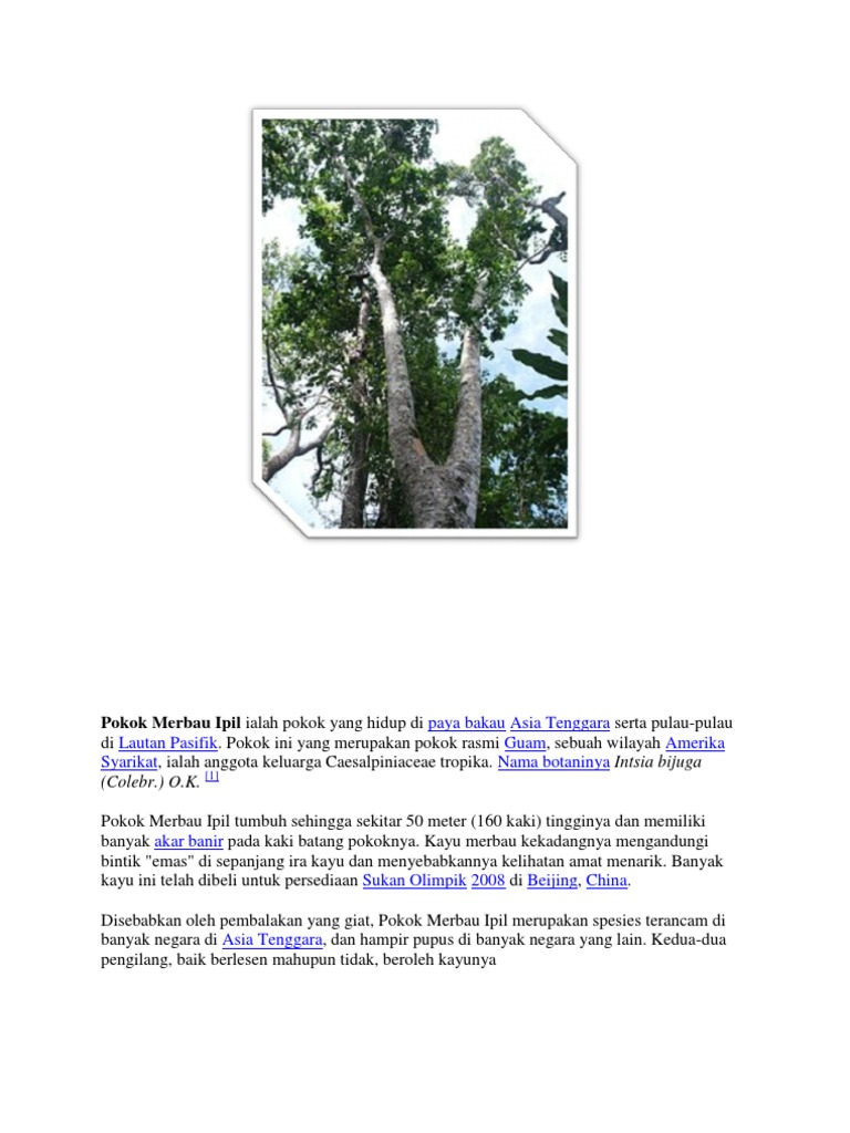 Pokok Merbau Ipil Ialah Pokok Yang Hidup Di Paya Bakau Asia Tenggara ...