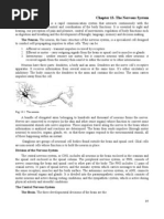 Grade 12 Notes | PDF | Autonomic Nervous System | Nervous System