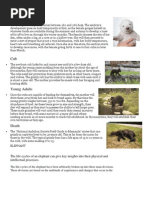 Tiger Life Cycle Explained for Kids | PDF