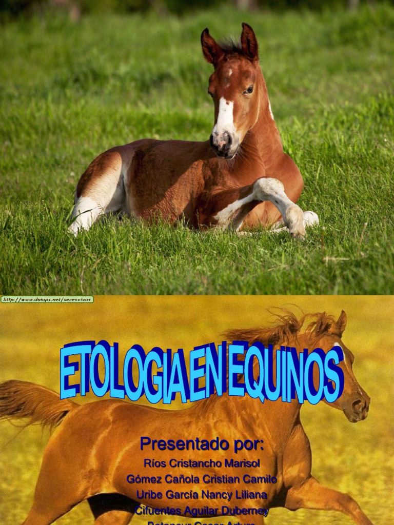 Equinos | PDF | Caballos | Parto