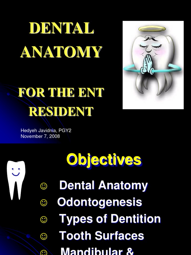 Basic Science Anatomy of The Tooth | PDF | Human Tooth | Dentin