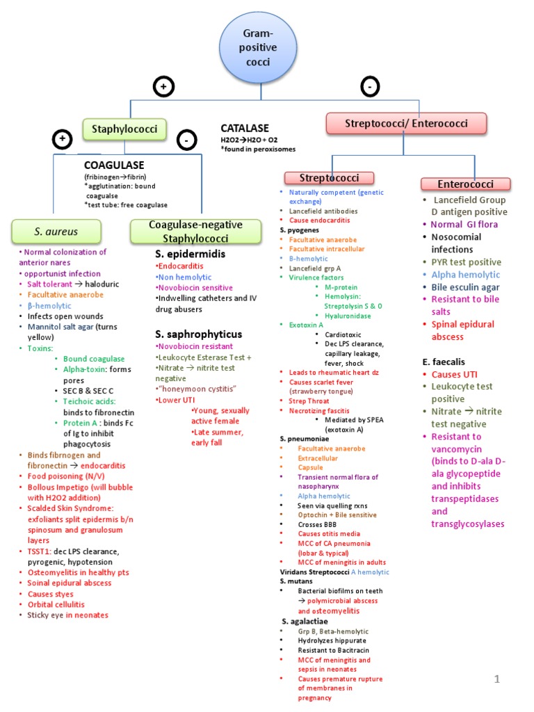 Bacteria Charts - Comprehensive | PDF | Streptococcus | Bacteria