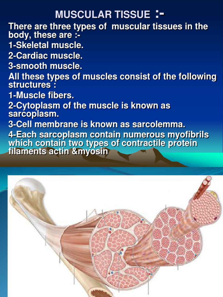 MUSCULAR TISSUE.ppt | Myocyte | Muscle
